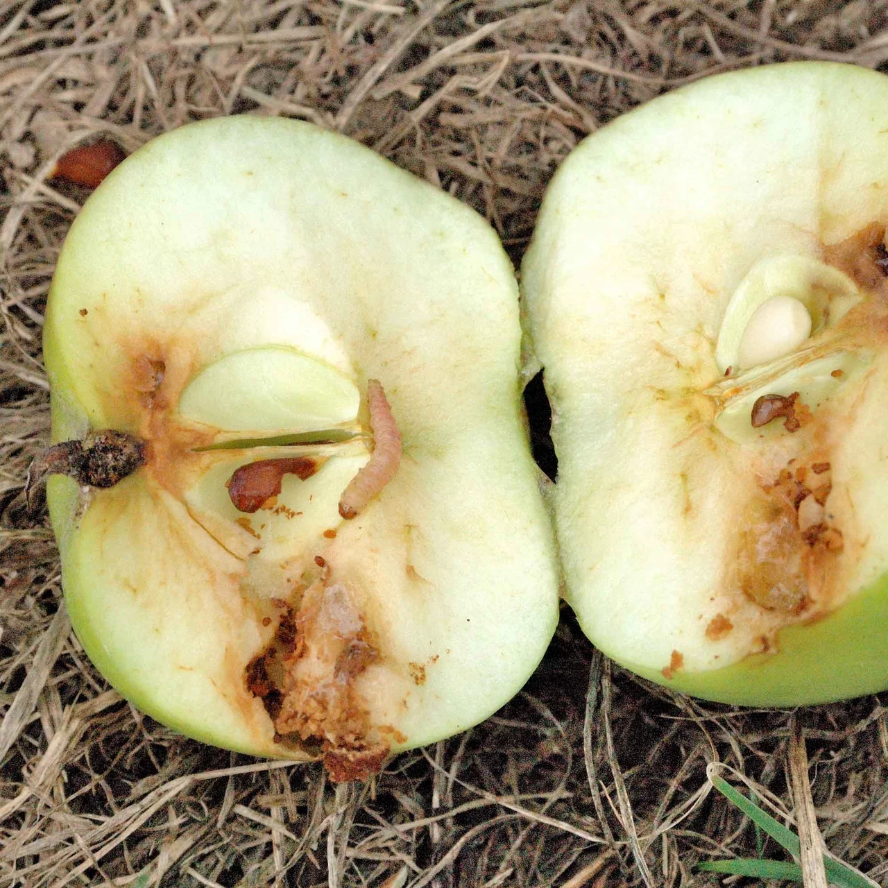 Madex® Apfelwicklerfrei gegen Apfelwickler-Larven